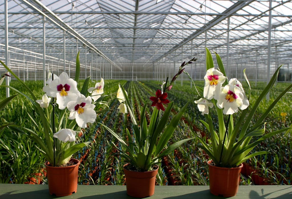 Makna Bunga Anggrek Mulai dari Anggrek Ungu Hingga Anggrek Bulan