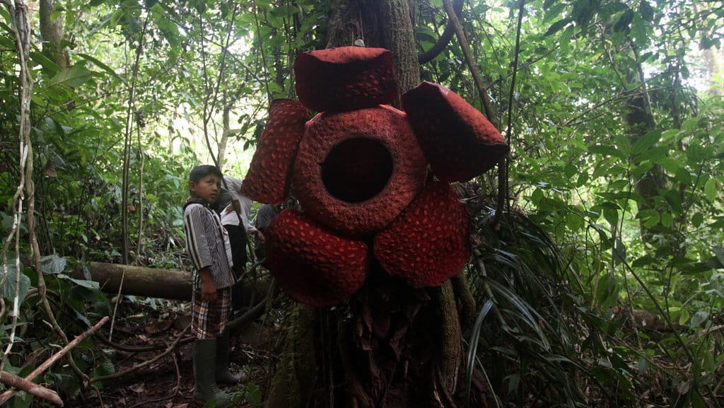 Daftar Beberapa Jenis Bunga Rafflesia di Indonesia