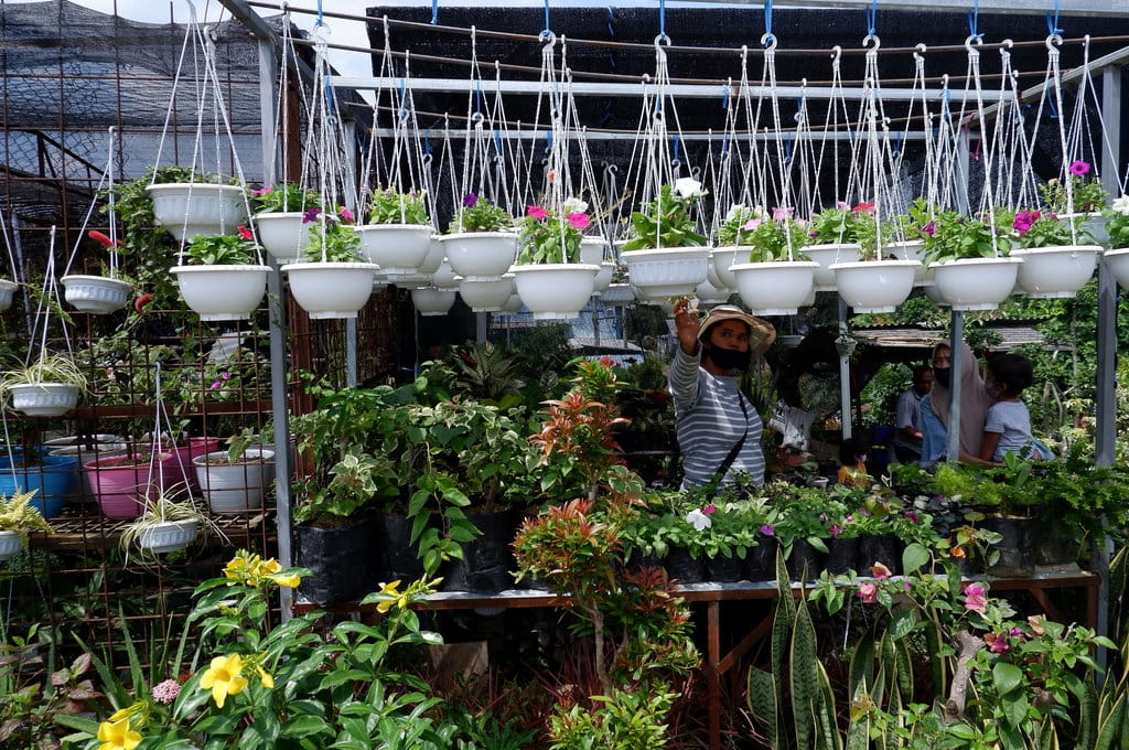 20 Rekomendasi Tanaman Hias Bunga untuk Mempercantik Rumah