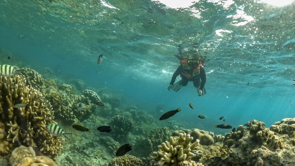 Apa Itu Snorkeling? Ini Manfaat & Perbedaannya dengan Diving