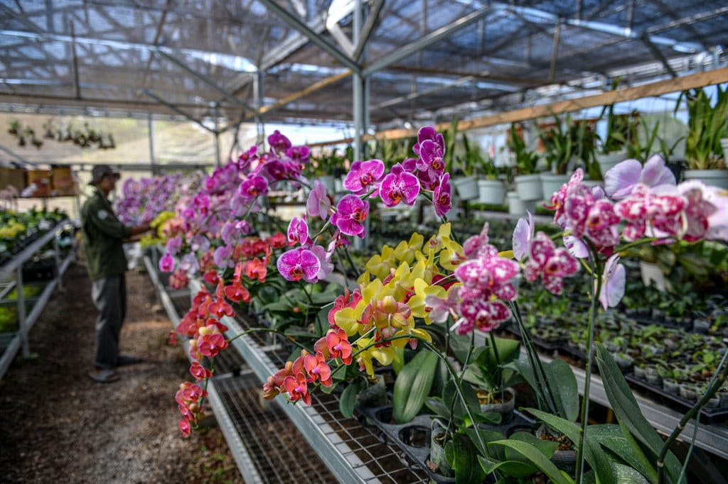 Makna Bunga Anggrek Mulai dari Anggrek Ungu Hingga Anggrek Bulan