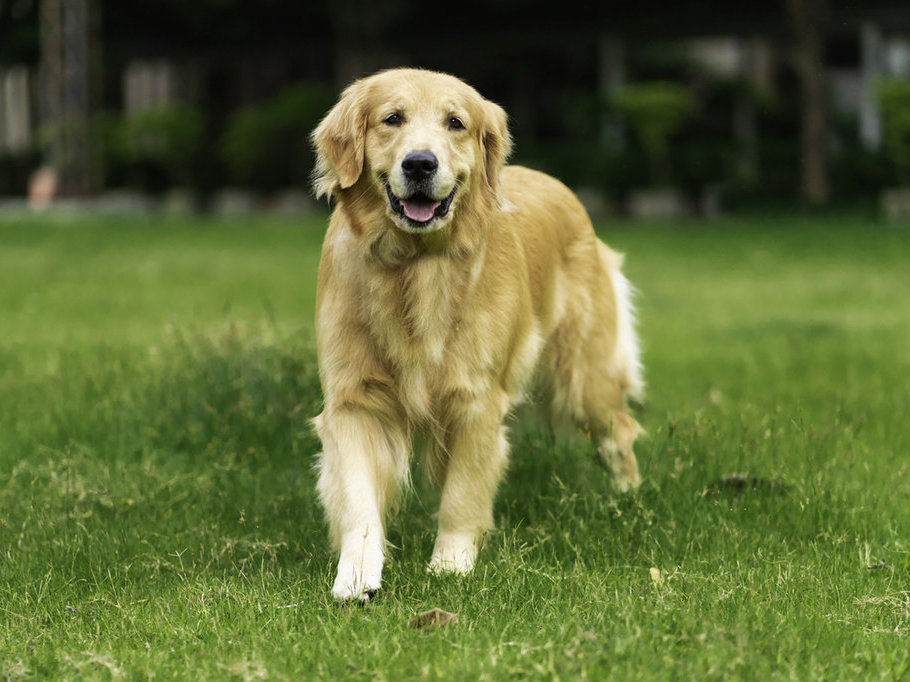 Jenis Anjing Golden Retriever, Harga, dan Karakteristiknya