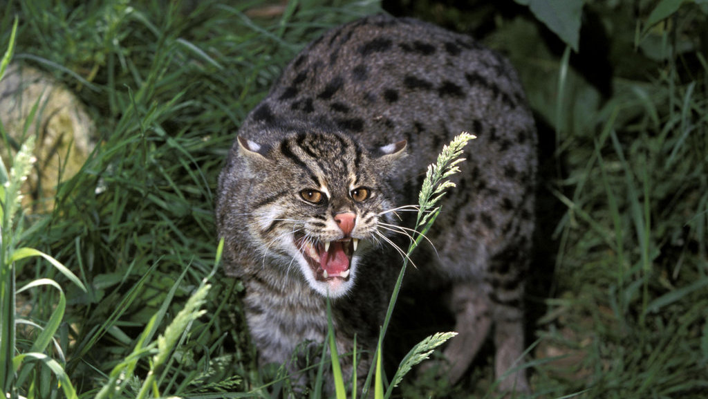 10 Jenis Kucing Hutan, dan Fakta Menarik Seputar Kucing Liar Ini