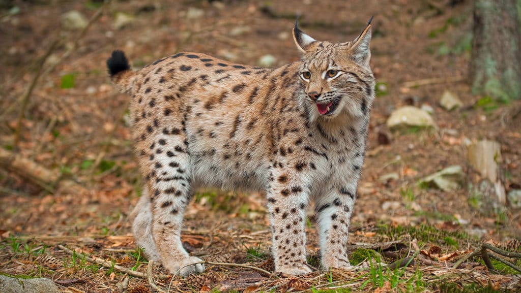 10 Jenis Kucing Hutan, dan Fakta Menarik Seputar Kucing Liar Ini