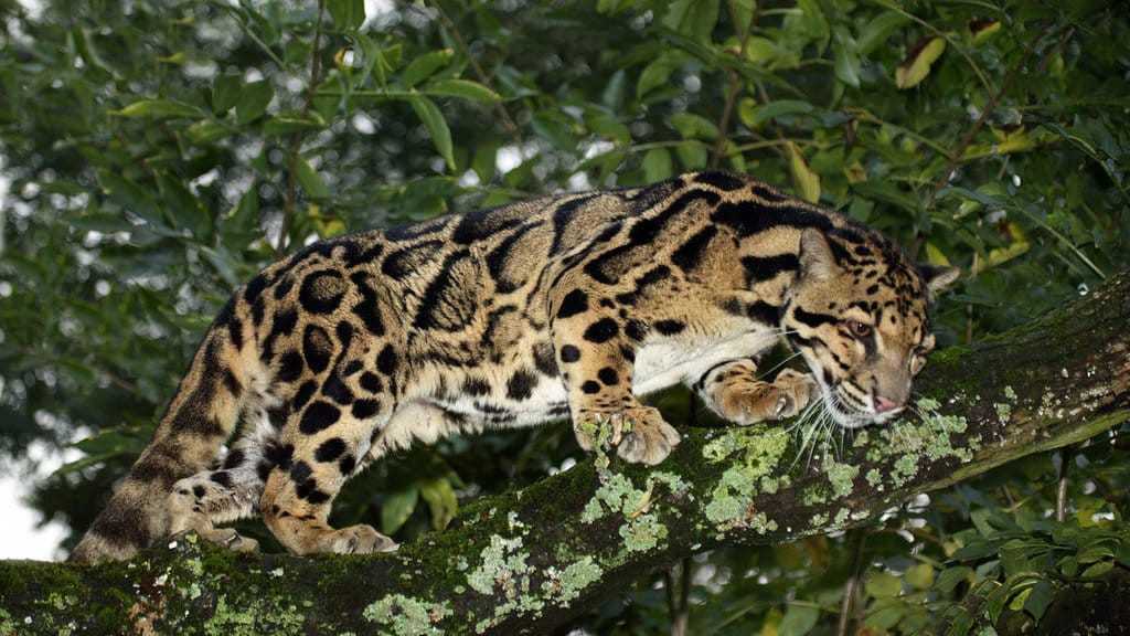 10 Jenis Kucing Hutan, dan Fakta Menarik Seputar Kucing Liar Ini