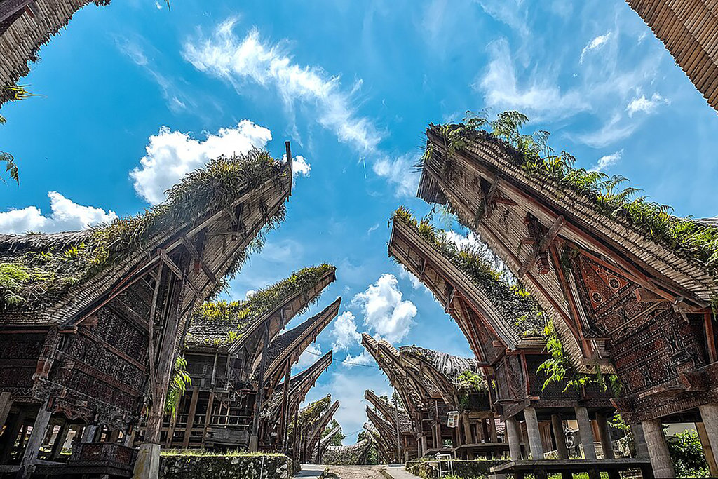 Gema Tawa yang Melukai Jantung Adat Toraja