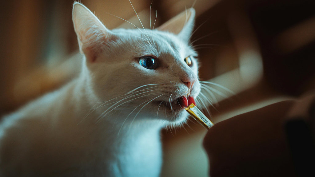 10 Snack Kucing yang Bagus untuk Si Anak Bulu Kesayangan