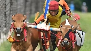 Karapan Sapi Piala Presiden 2022 di Madura