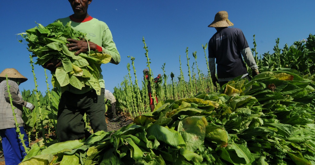 APTI: Industri Hasil Tembakau Sumbang Rp162,2 Triliun ke Neg