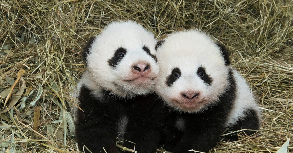 Peneliti Ungkap Arti di Balik Warna Hitam-Putih Panda