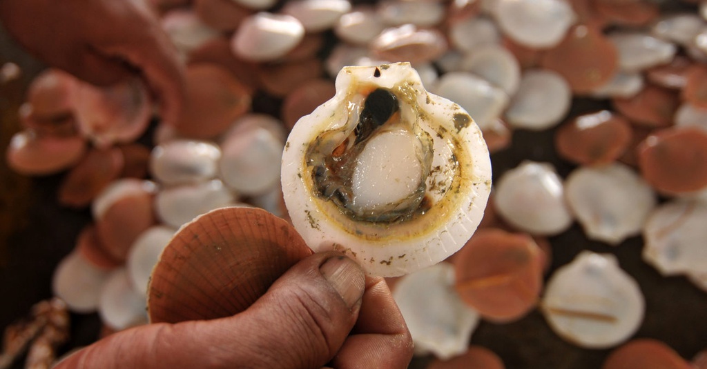 Tangkapan Kerang Simping