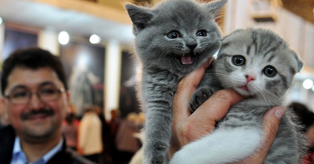 Tren Laki-laki Pecinta Kucing