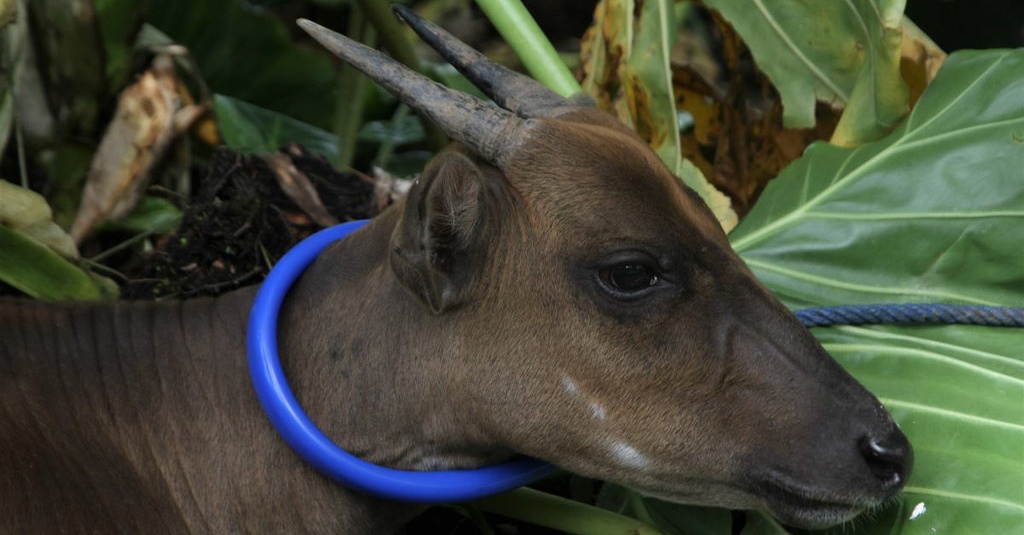 Contoh Fauna Endemik Indonesia Barat, Tengah, Timur & Daerah Asal