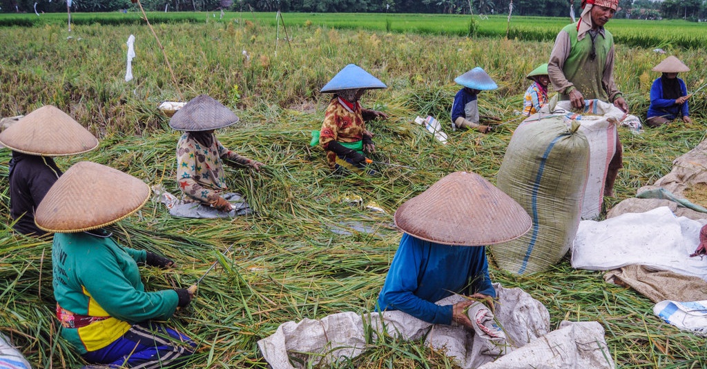FAO Apresiasi Indonesia Berhasil Swasembada Beras