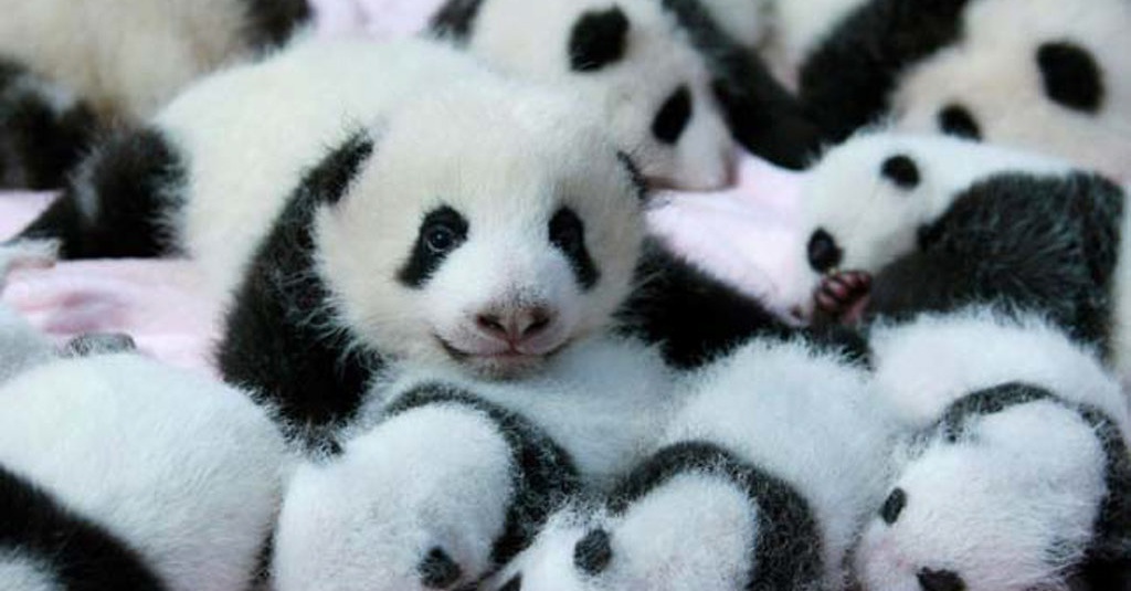 Di Balik Keberhasilan Cina Mengkonservasi Populasi Panda