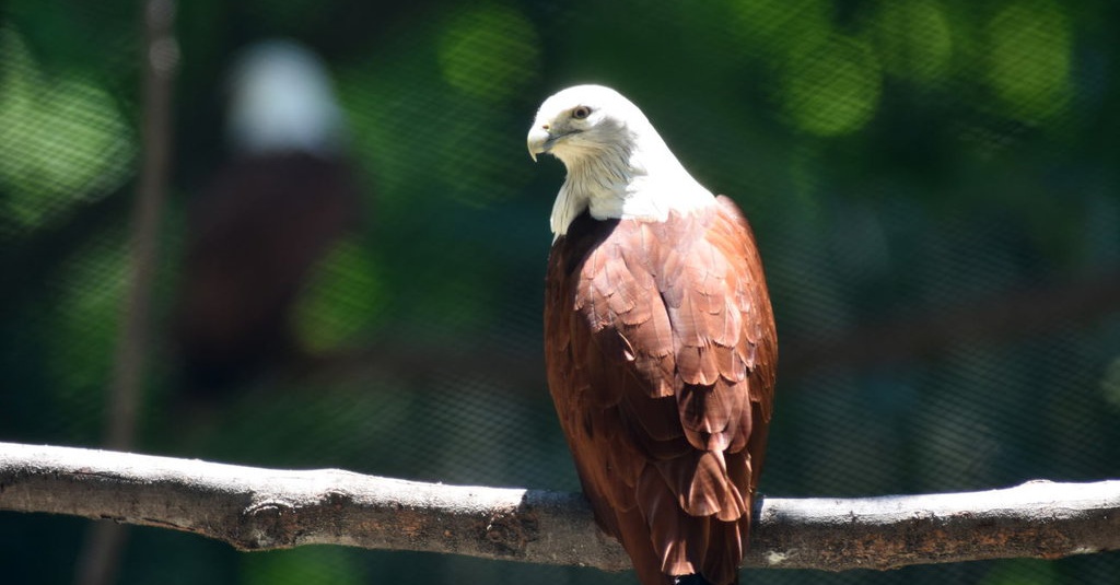 Elang Bondol: Burung Langka Hingga Maskot Asian Para Games