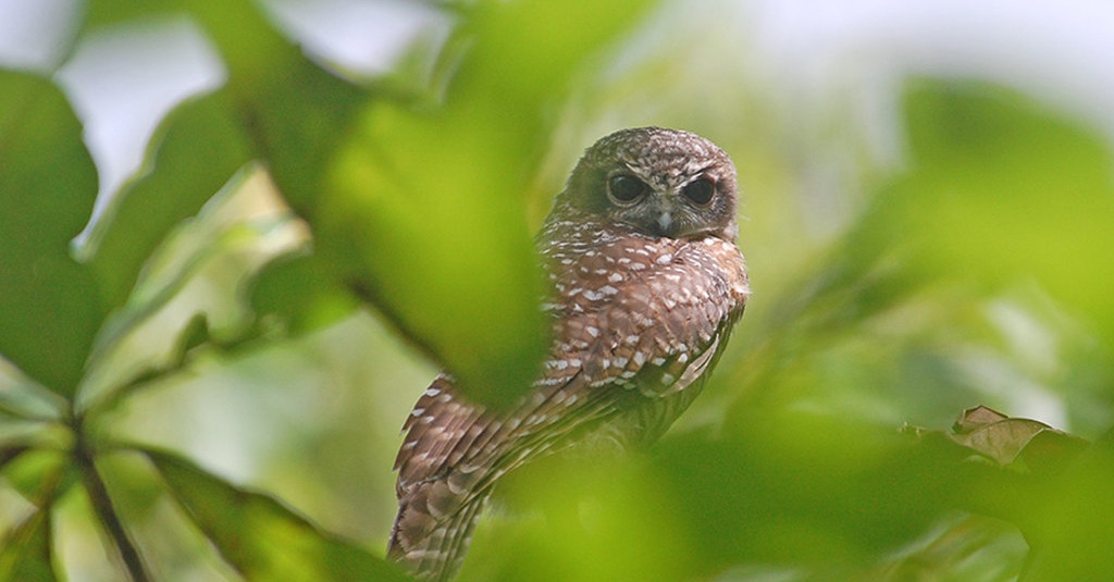 Persebaran Flora dan Fauna di Indonesia: Faktor & Jenis-Jenisnya