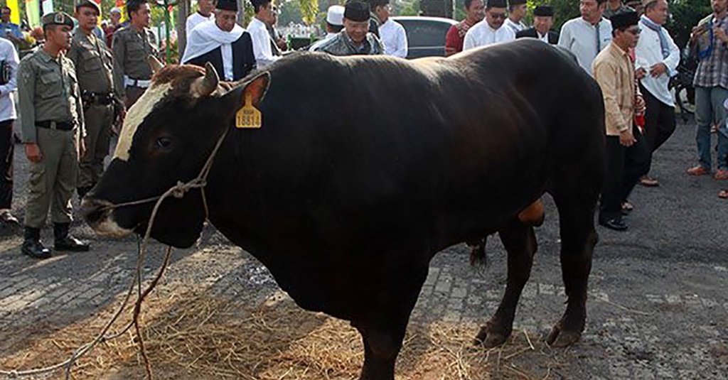 Kronologi Kasus Dewi Perssik dan RT Soal Sapi Kurban dan Update