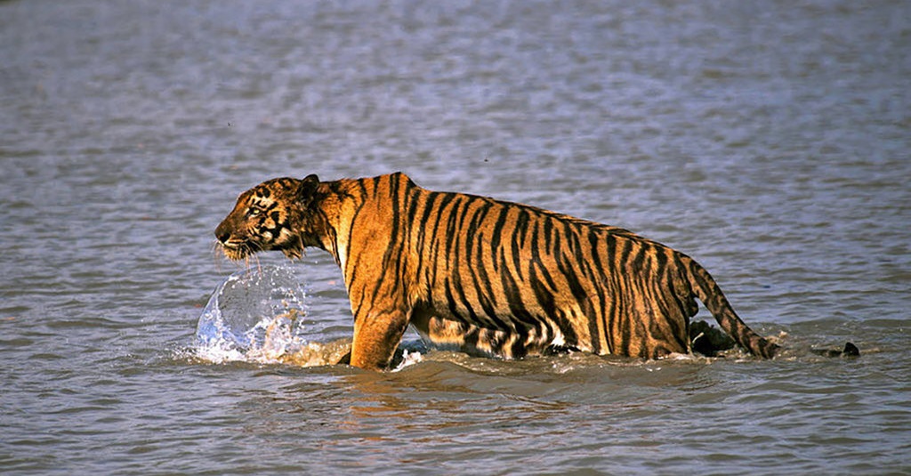 Belajar Menyayangi Harimau dari India dan Nepal