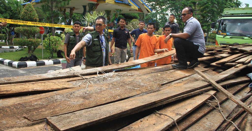 KLHK Sita 384 Kontainer Kayu Ilegal Asal Papua dalam Sebulan