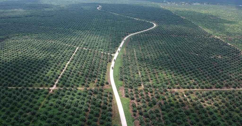 1,6 Juta Lahan Sawit di Kalteng Dikuasai Sinarmas, Astra & Wilmar