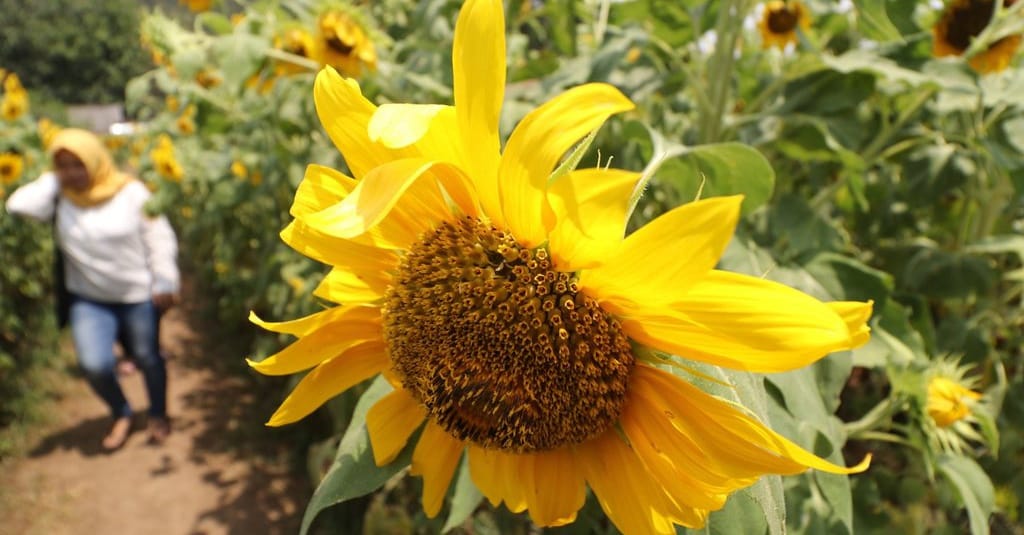 Contoh Tumbuhan Dikotil dan Ciri-cirinya