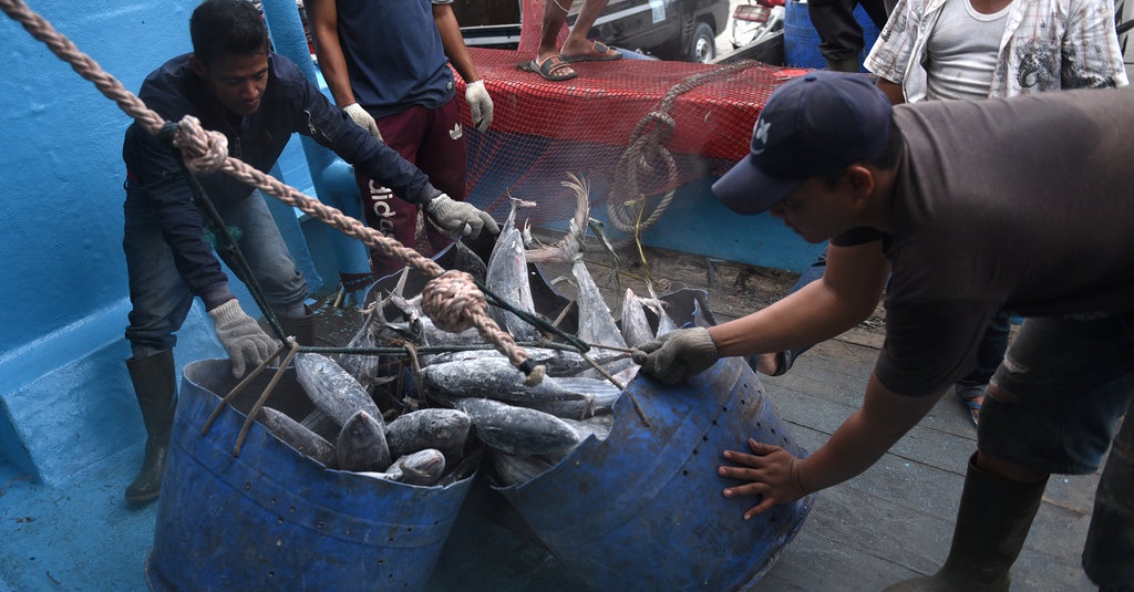 Ikan Tuna Hasil Tangkapan Nelayan Menurun