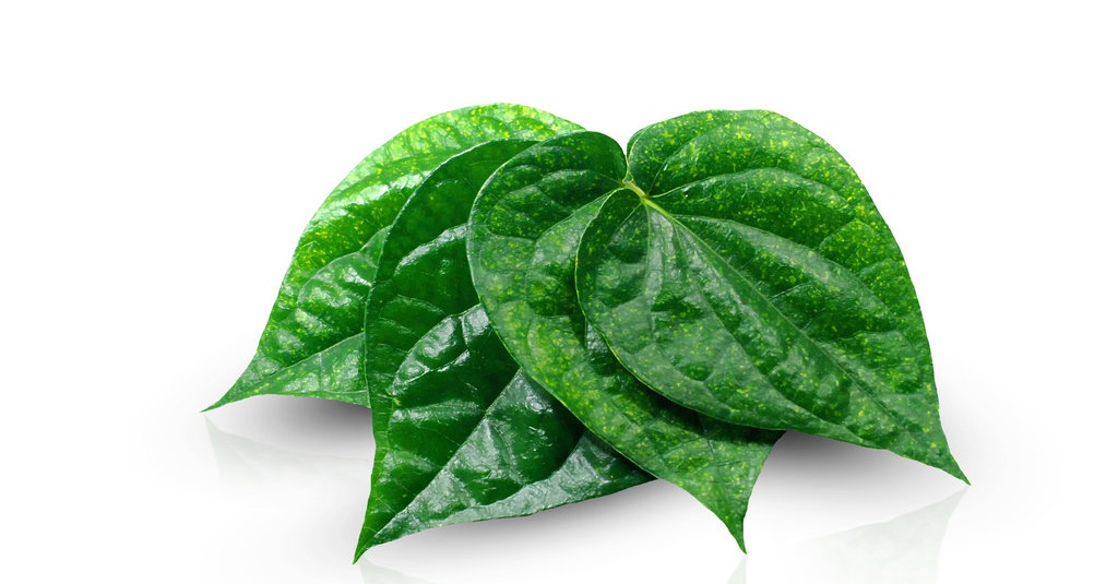 Manfaat Daun Sirih untuk Kesehatan Mulut hingga Anti-Kanker