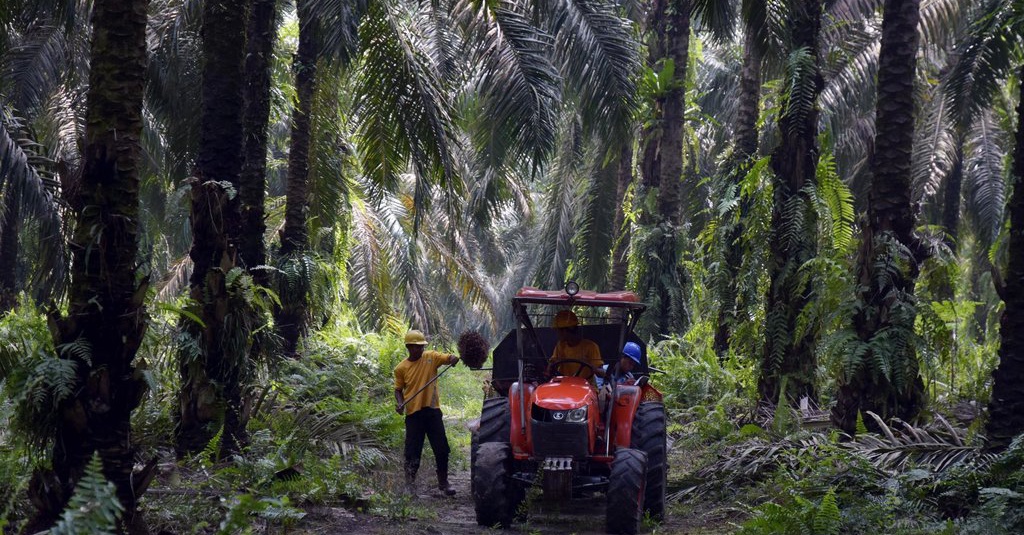 Dana Pungutan Ekspor Sawit Diusulkan Bantu Pengembangan EBT