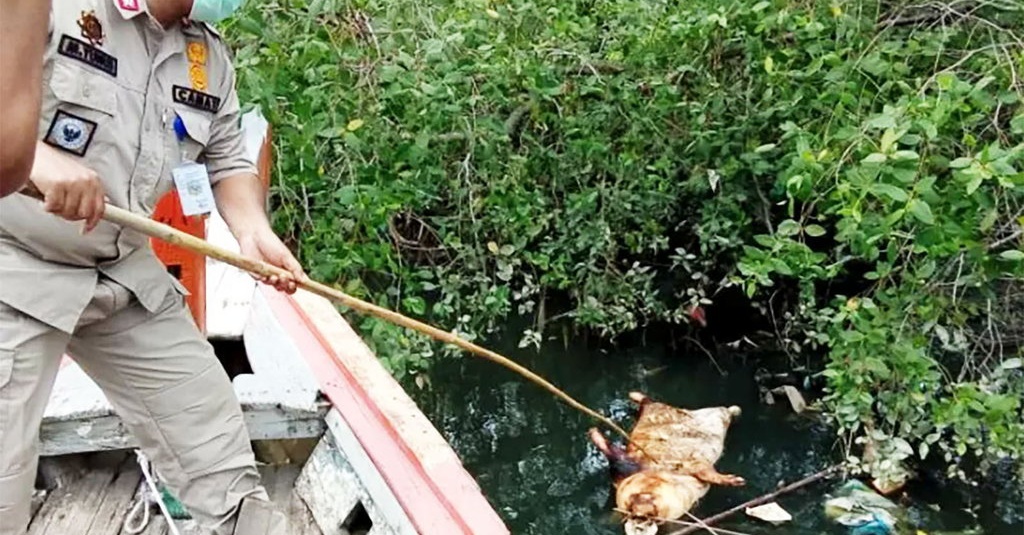 4.682 Ekor Babi Mati Akibat Virus Hog Cholera di Sumatera Utara