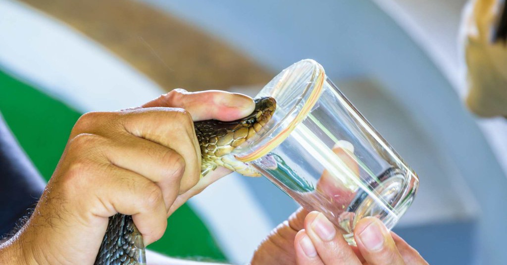 Gejala dan Pertolongan Pertama Gigitan Ular Berbisa