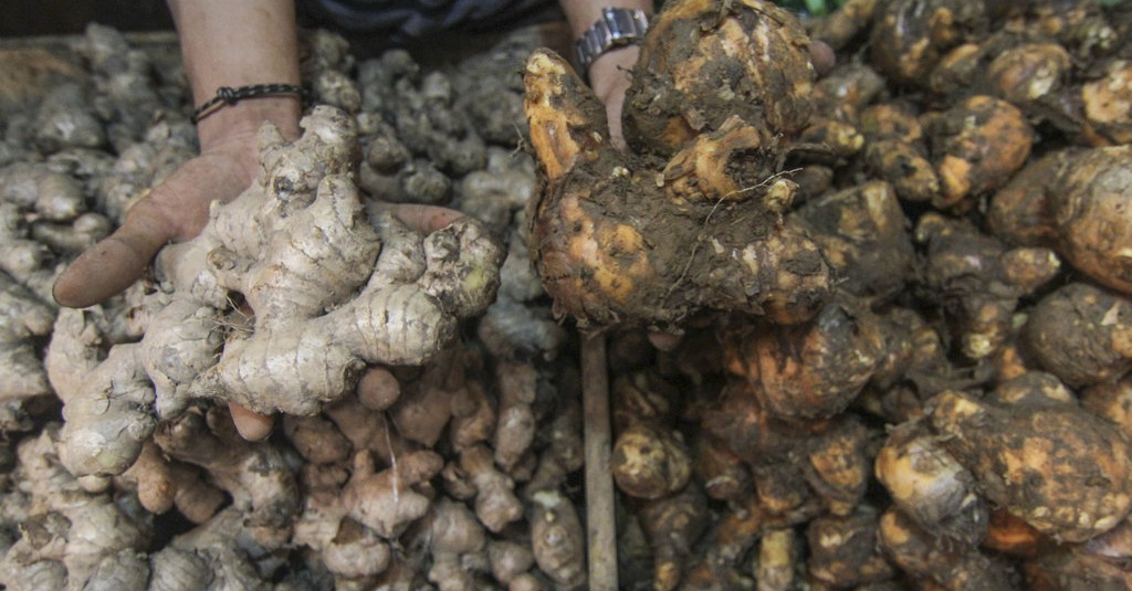 Manfaat Temulawak untuk Tubuh: Obat Jerawat-Kesehatan Ginjal