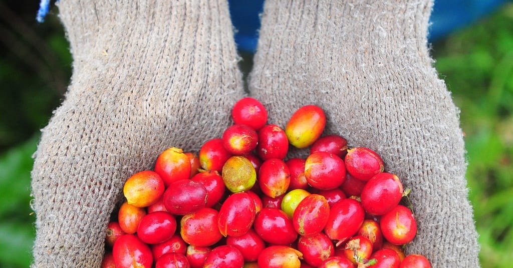 Mengenal Struktur Biji pada Tumbuhan Beserta Fungsinya