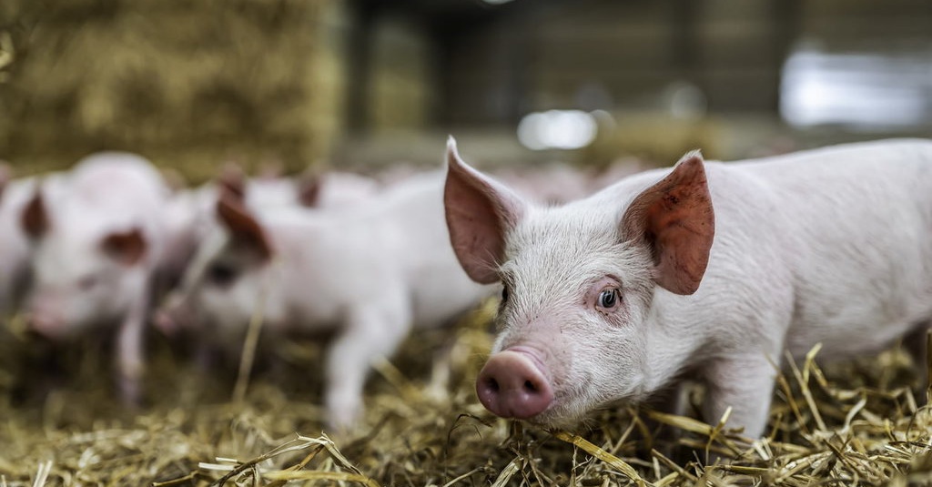 Flu Babi Afrika Masuk RI: Apa Itu & Bedanya sama Flu Babi Biasa?