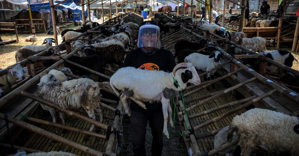 Perbedaan Ketentuan Pembagian Daging Akikah dan Daging Kurban Perbedaan Ketentuan Pembagian Daging Akikah dan Daging Kurban