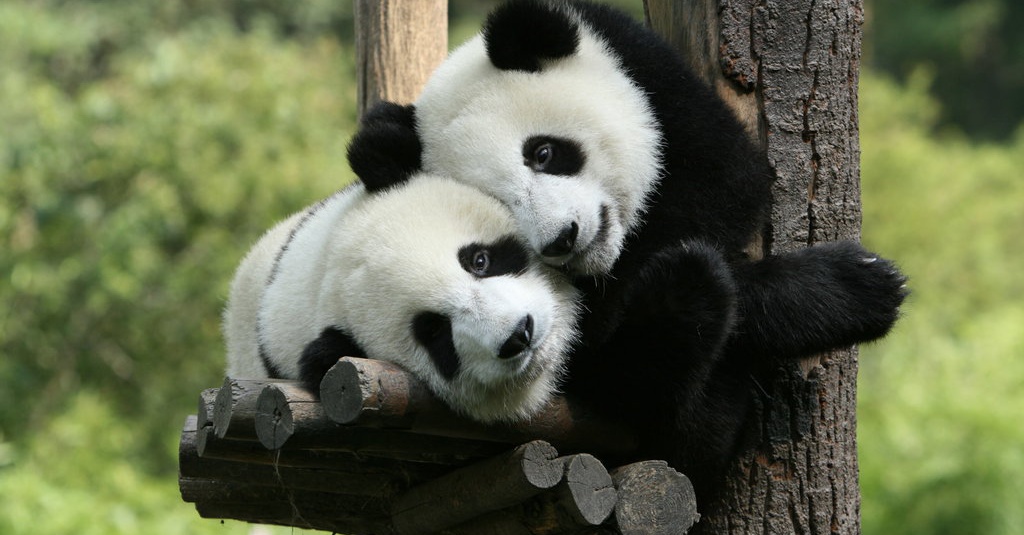 Daftar Film Nature dan Science di Mola TV: Ada Panda Nursery