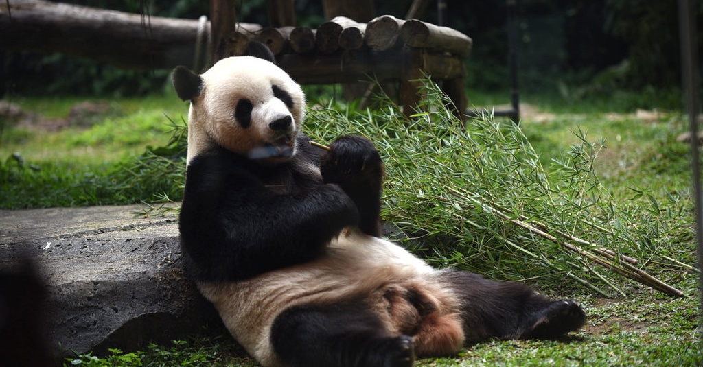 Tiga Tahun Panda dari Cina Hidup di Taman Safari Indonesia