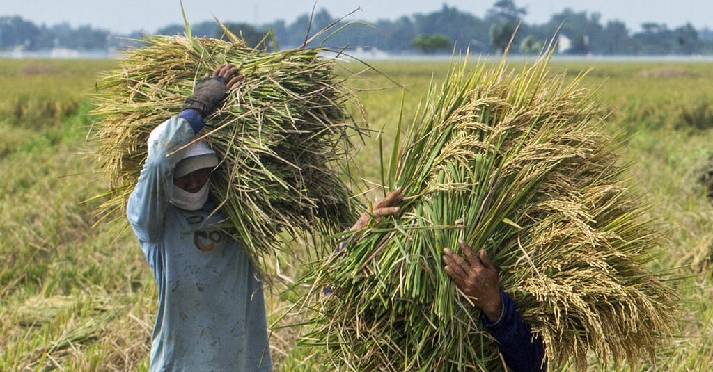 Jenis-Jenis Limbah Pertanian: Contoh & Dampaknya untuk Lingkungan