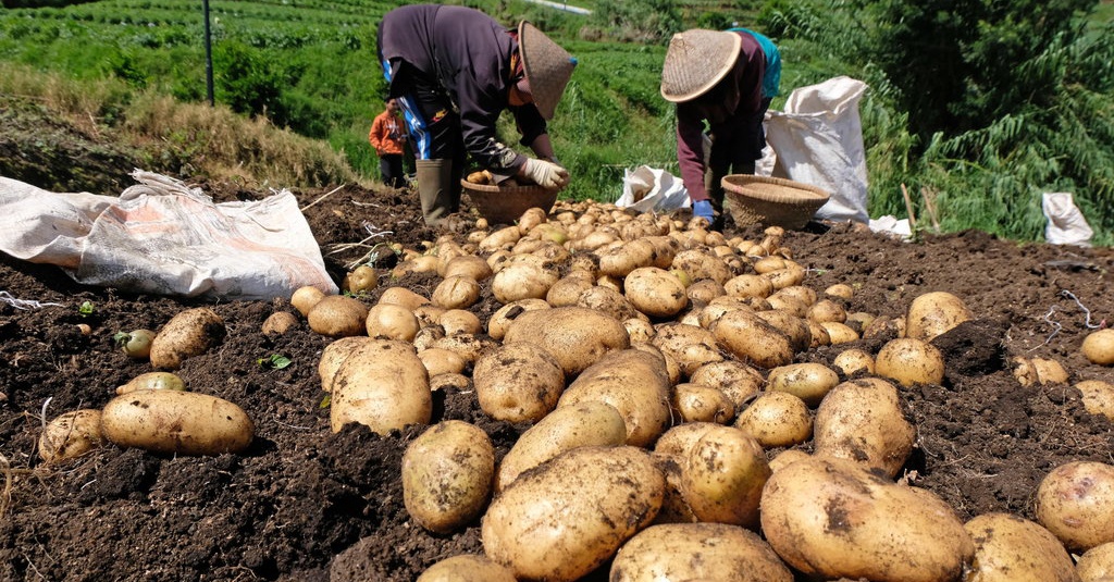 Ketahui 5 Manfaat Makan Kentang dan Kandungan Gizinya