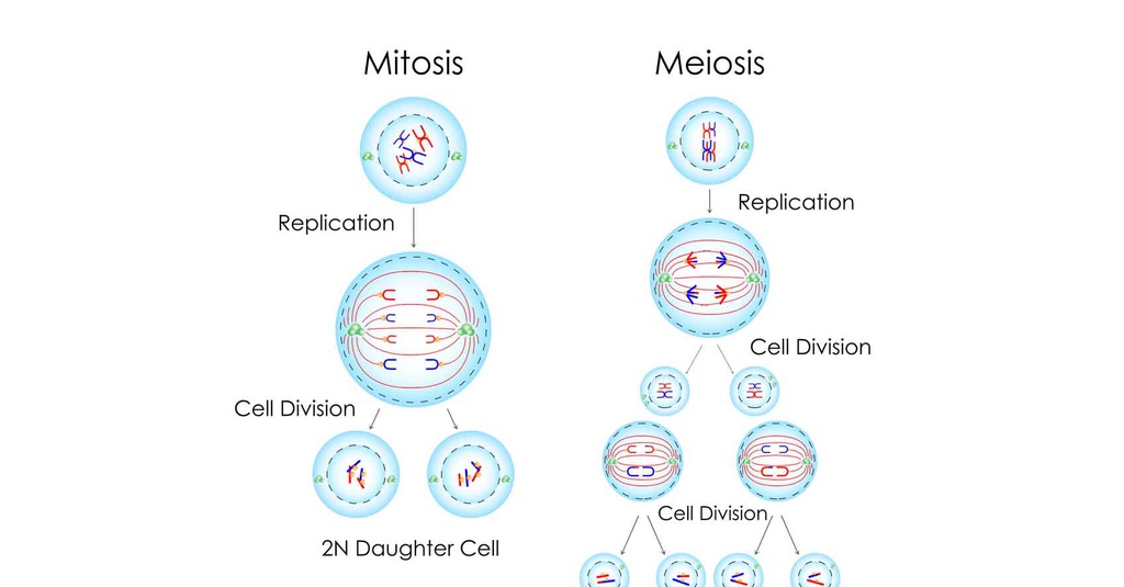 Materi Kelas 9 Tentang Pembelahan Sel Meiosis dan Mitosis
