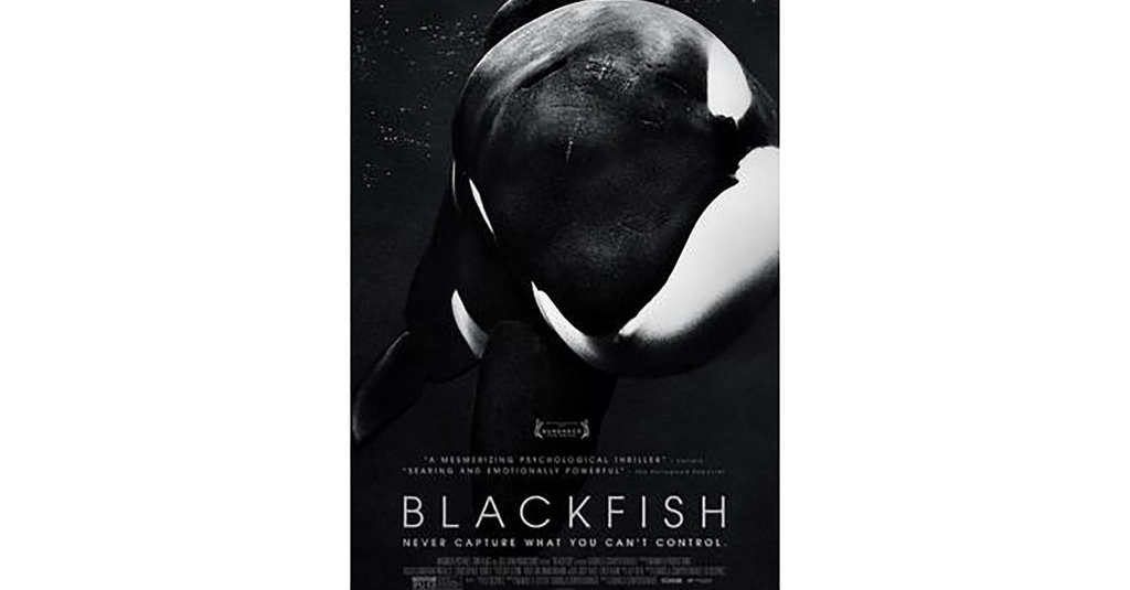 Sinopsis Blackfish Netflix: Kehidupan Kejam Paus di Tempat Sirkus