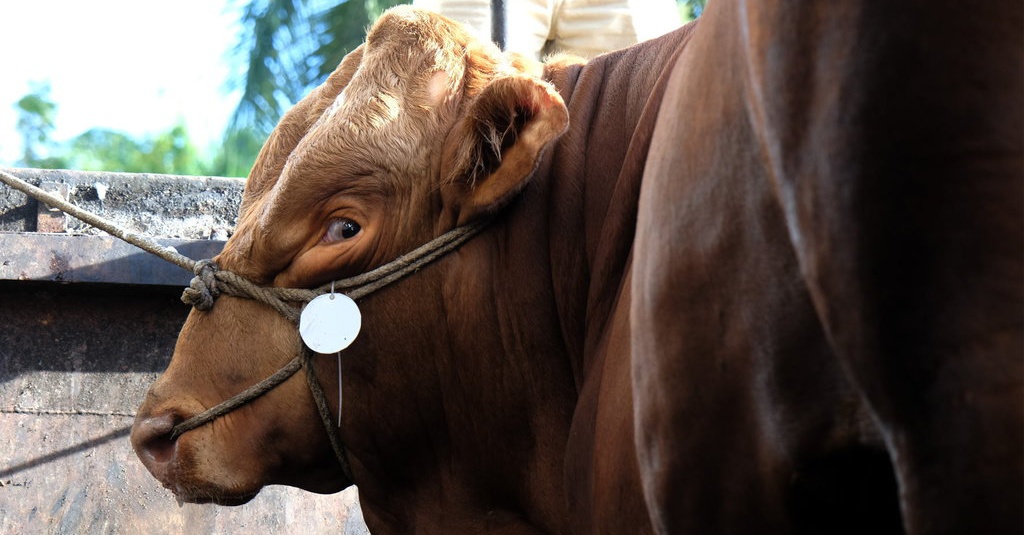 Harga 1 Sapi Qurban, Bisa untuk Berapa Orang & Aturan Usia Hewan