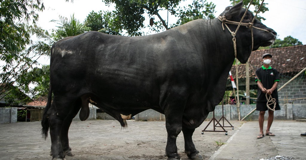 Presiden Jokowi Beri Sapi Minimal 800 Kilogram untuk 34 Provinsi