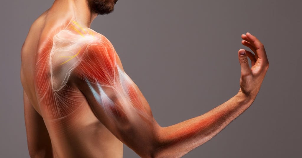 Cara Kerja Otot Rangka, Struktur, dan Fungsinya