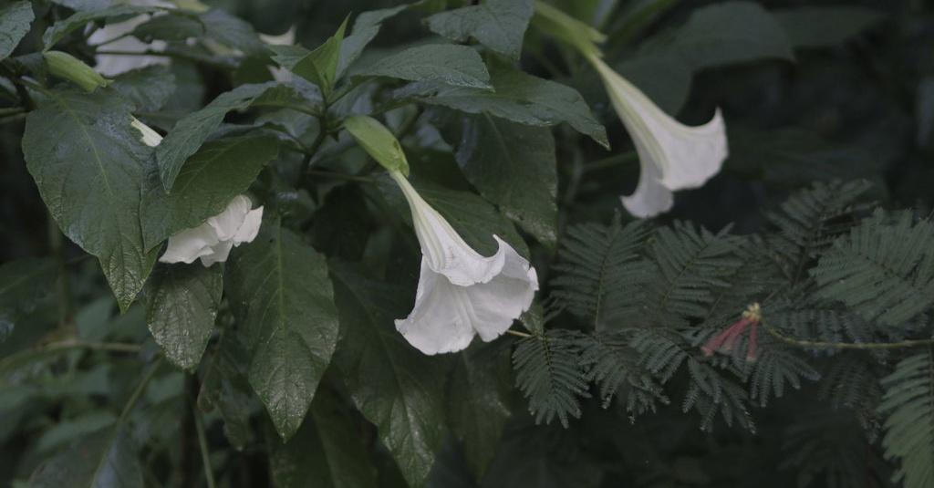 Mengenal Tanaman Kecubung, Manfaat & Efek Samping Mengonsumsinya