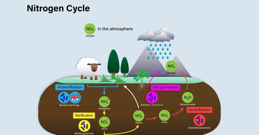 Siklus Daur Nitrogen & Bakteri yang Berperan di Fiksasi-Nitrifikasi