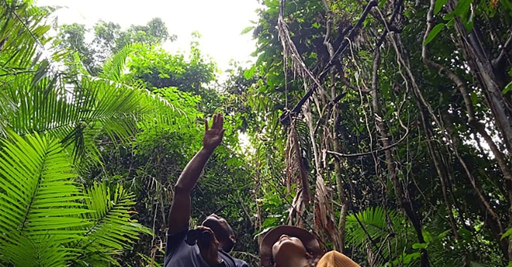 Jenis-Jenis Hutan Berdasarkan Fungsi, Jenis Pohon & Manfaatnya