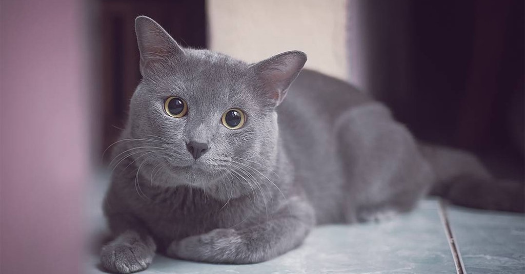 Mengenal Busok, Kucing Ras Asli Indonesia yang Diakui Dunia Mengenal Busok, Kucing Ras Asli Indonesia yang Diakui Dunia
