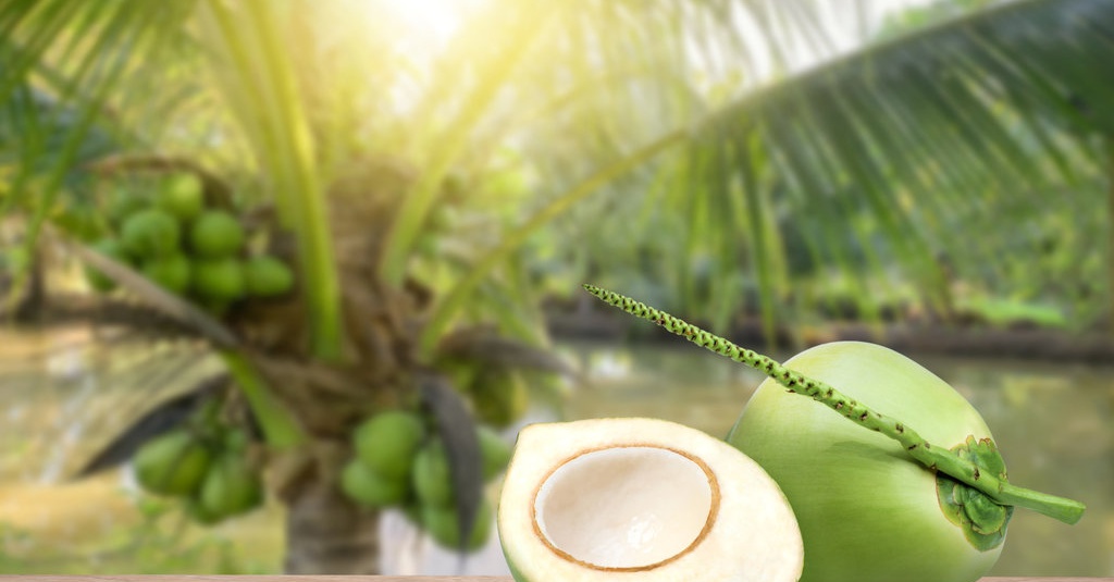 Manfaat Buah Kelapa Bagi Kesehatan dan Kandungan Nutrisinya Manfaat Buah Kelapa Bagi Kesehatan dan Kandungan Nutrisinya
