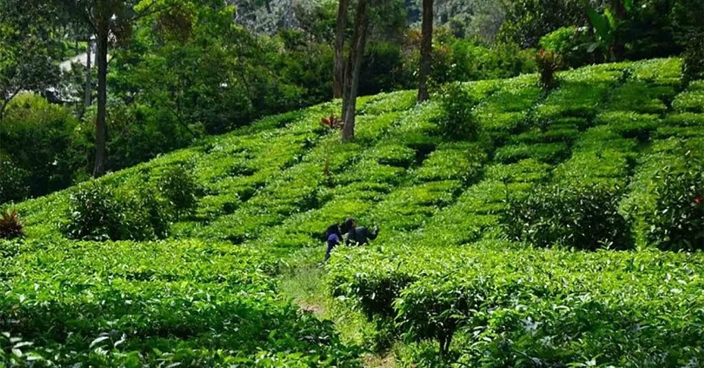Gunung Mas Puncak: Lokasi & Harga Tiket Jelang Libur Imlek 2023